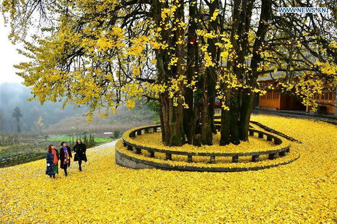 Ancient ginkgo tree attracts visitors in Hubei