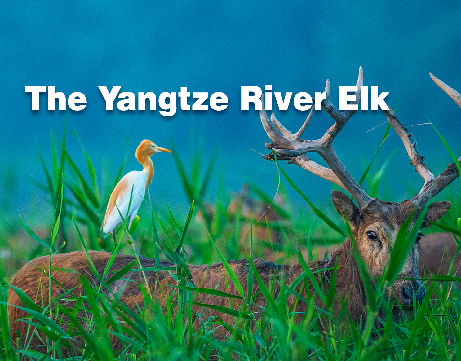 The Yangtze River Elk - The people's government of hubei province